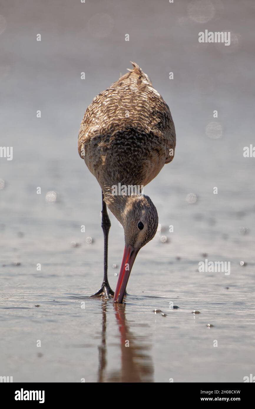 Vertical closeup front view of a baby bird eating at the shore Stock ...