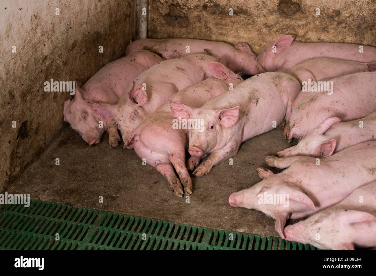 Group of young pigs sleeping in pigpen on farm Stock Photo - Alamy