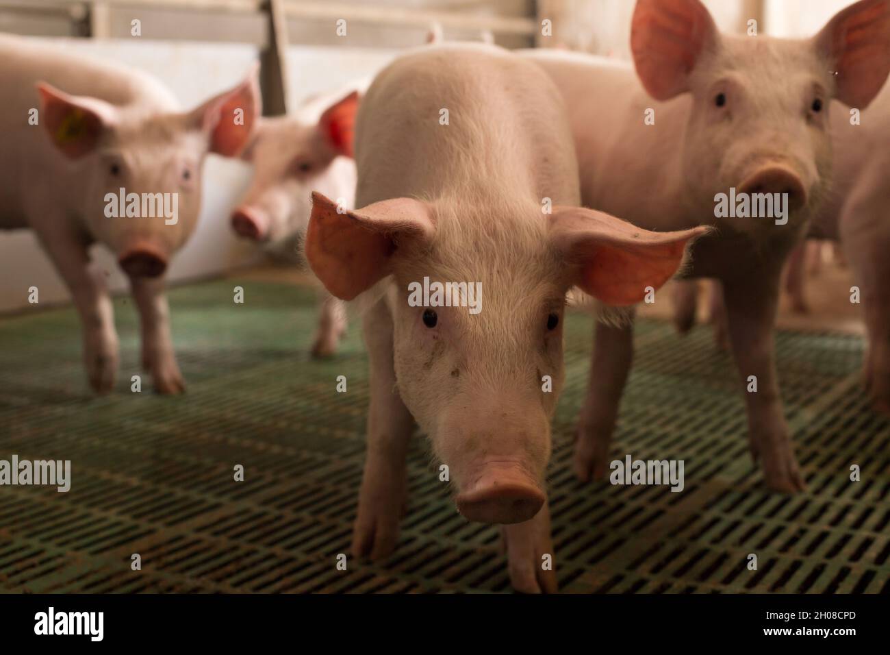 Group of cute piglets in modern pigpen, looking at camera Stock Photo ...