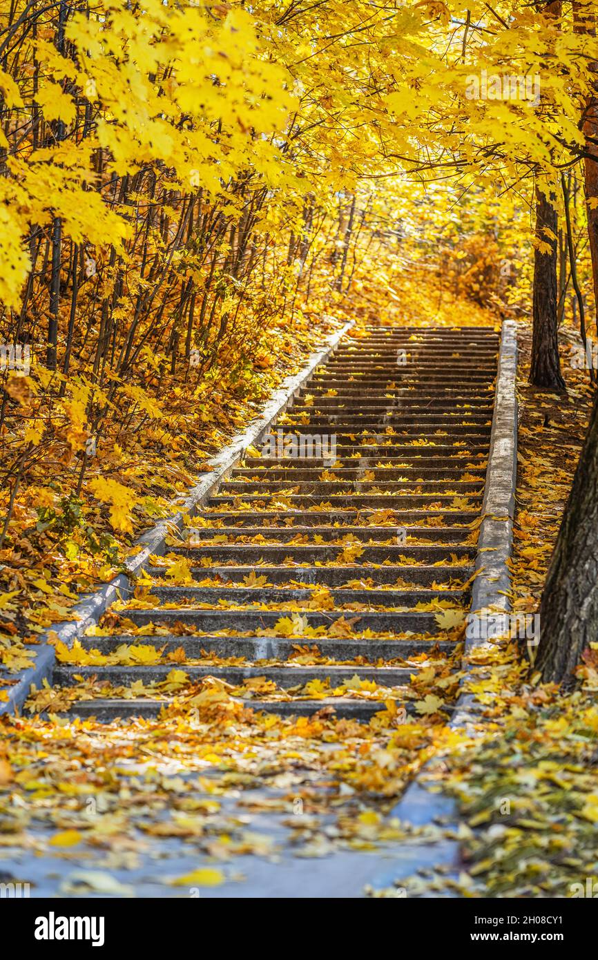 Autumn way. Concrete steps covered with bright fallen leaves ...
