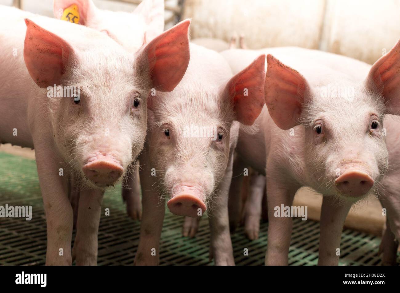 Group of cute piglets in modern pigpen, looking at camera Stock Photo ...