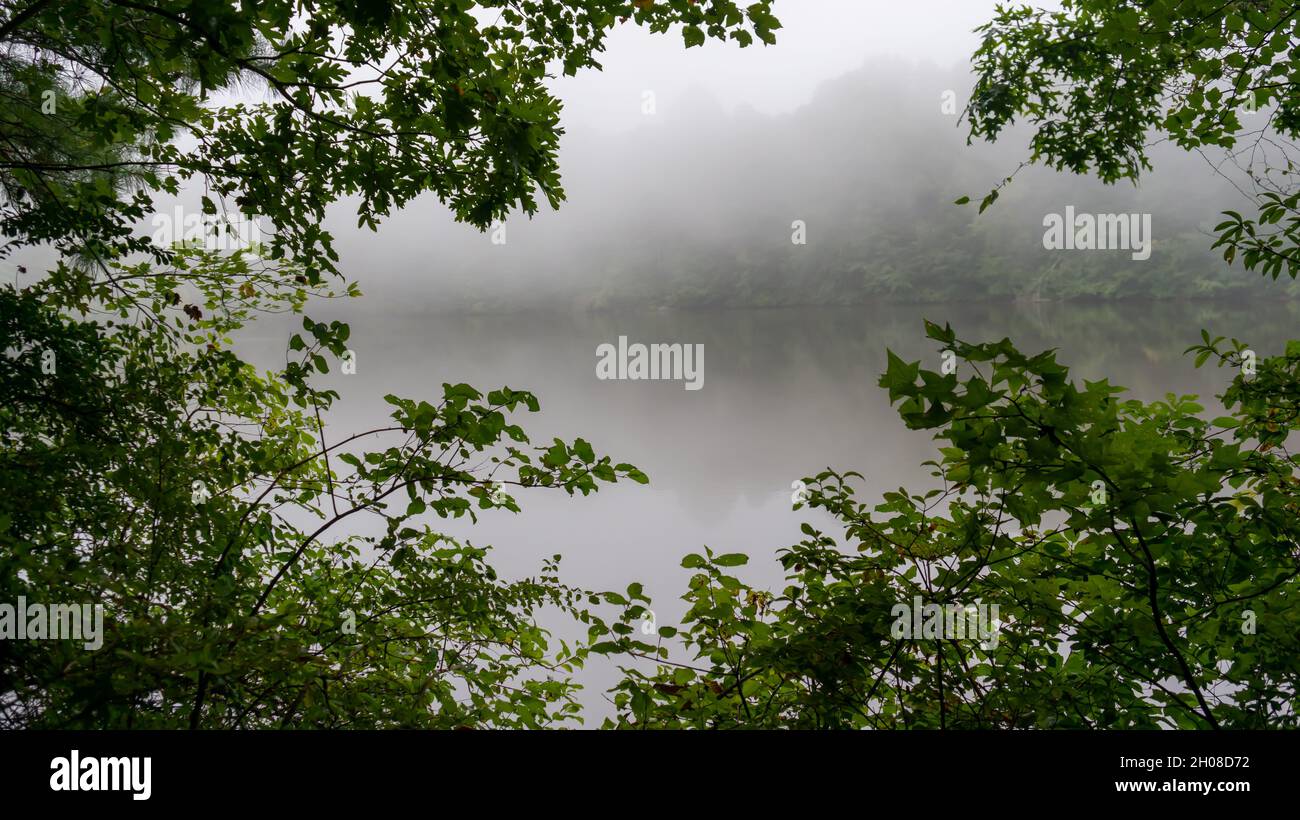 Eerie scenery from the trees of the lake covered in smog on a gloomy ...
