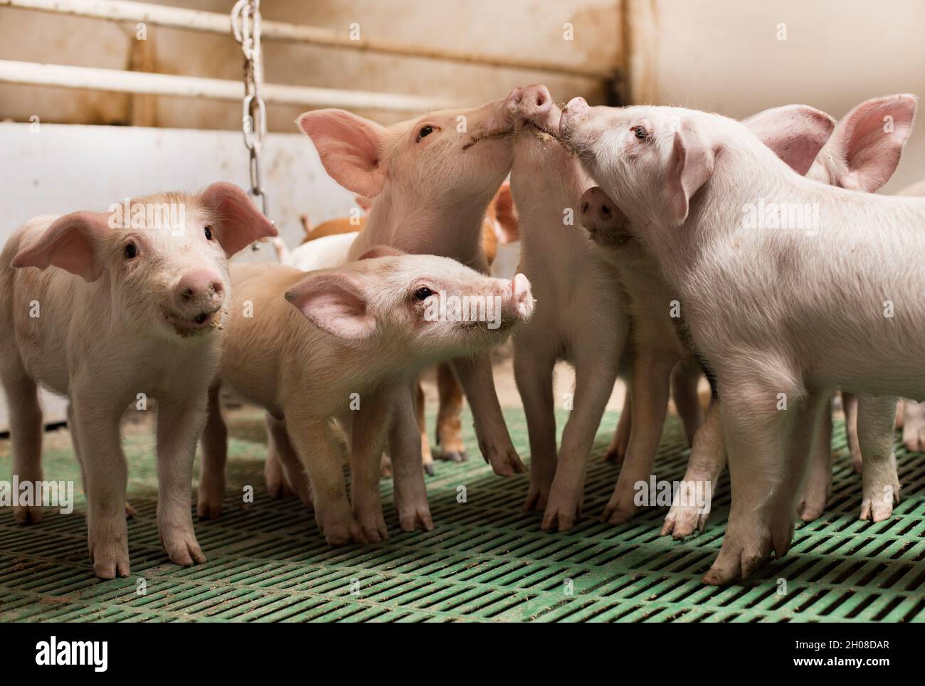 Group of cute piglets playing in modern pigpen Stock Photo - Alamy