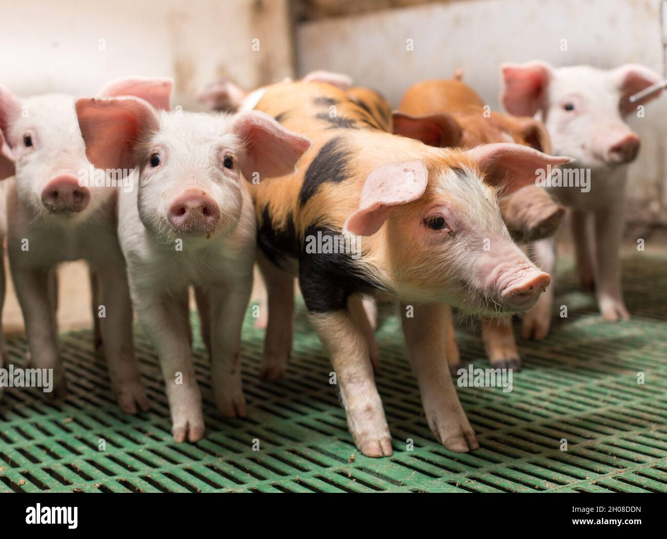 Group of cute piglets in modern pigpen, looking at camera Stock Photo ...
