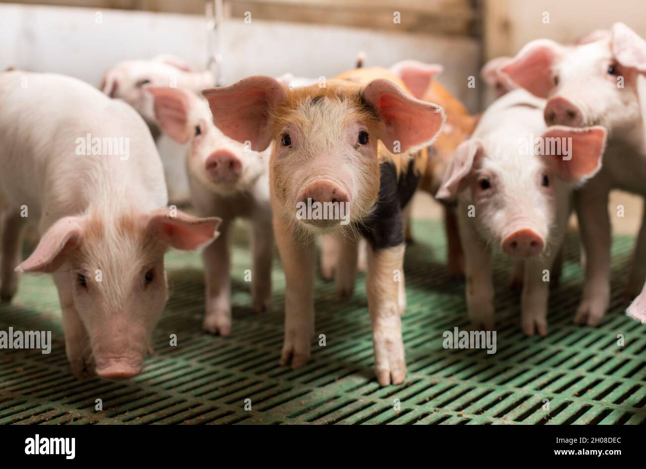 Group of cute piglets in modern pigpen, looking at camera Stock Photo ...