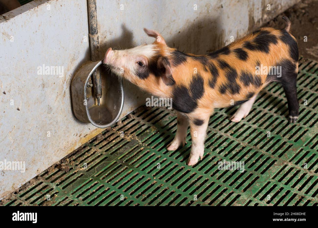 Piglet drinking water hi-res stock photography and images - Alamy