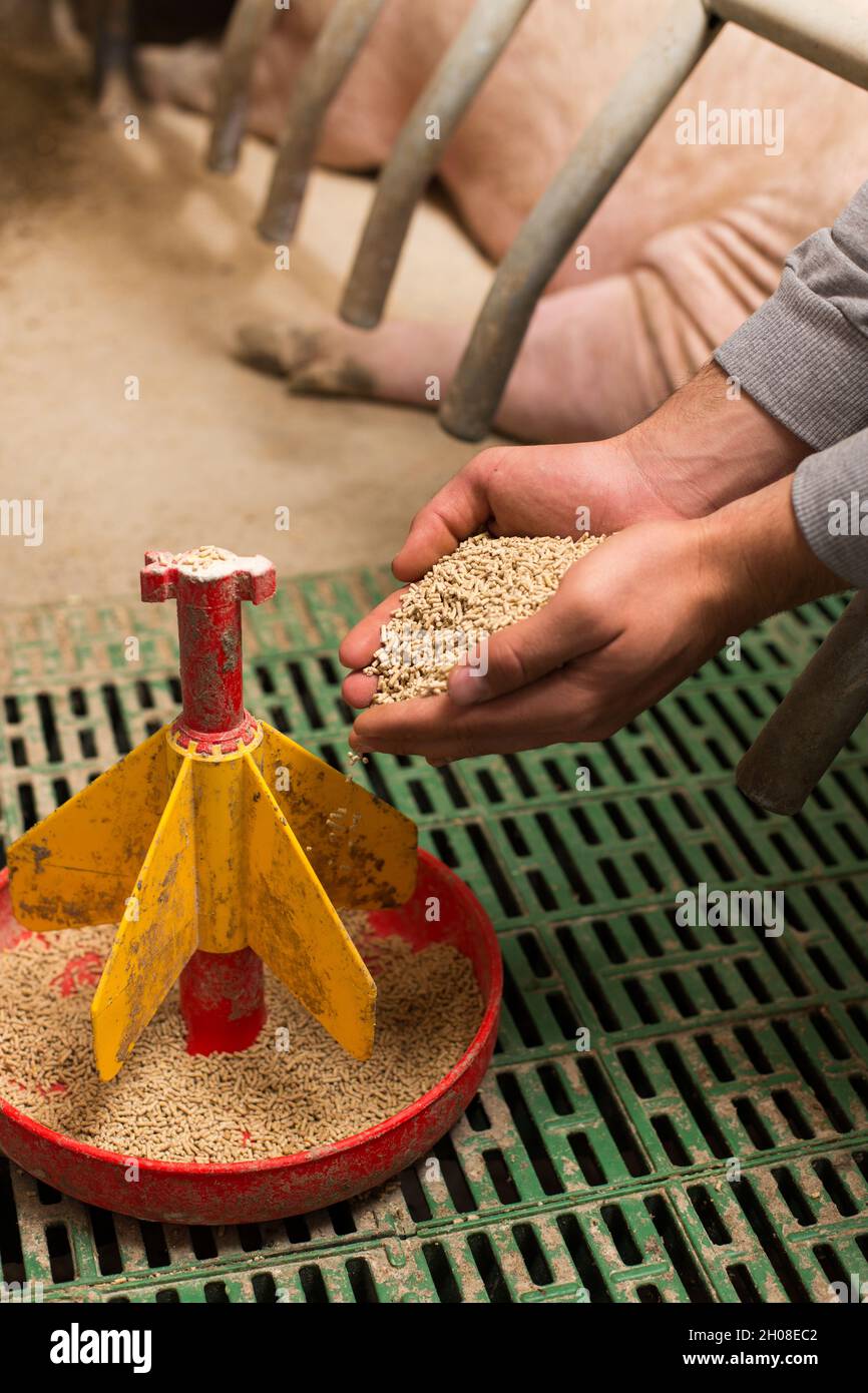 Farmer holding dry food in granules in hands and giving them to piglets ...