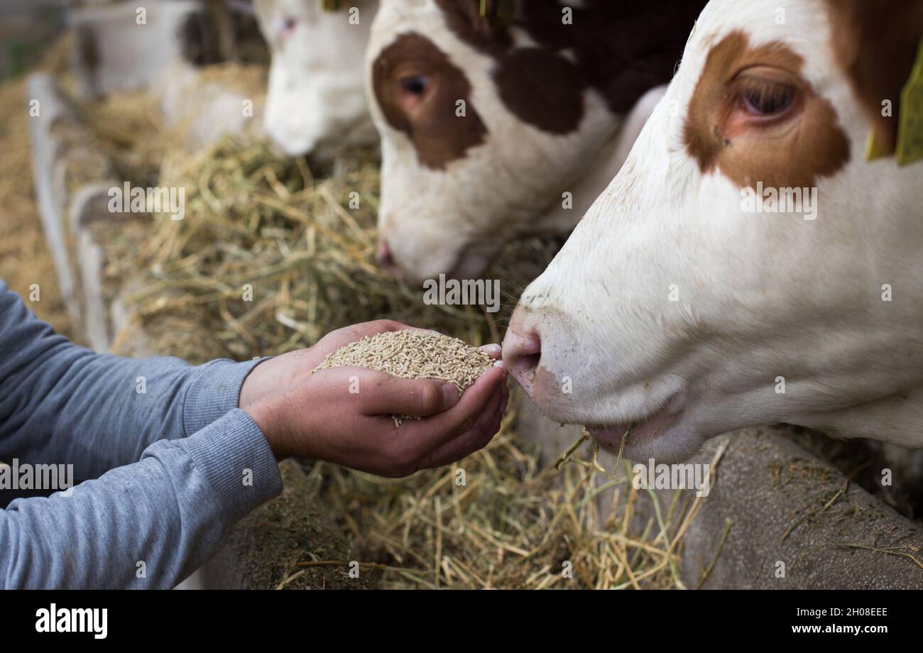 Farmer holding dry food in granules in hands and giving them to cows in ...