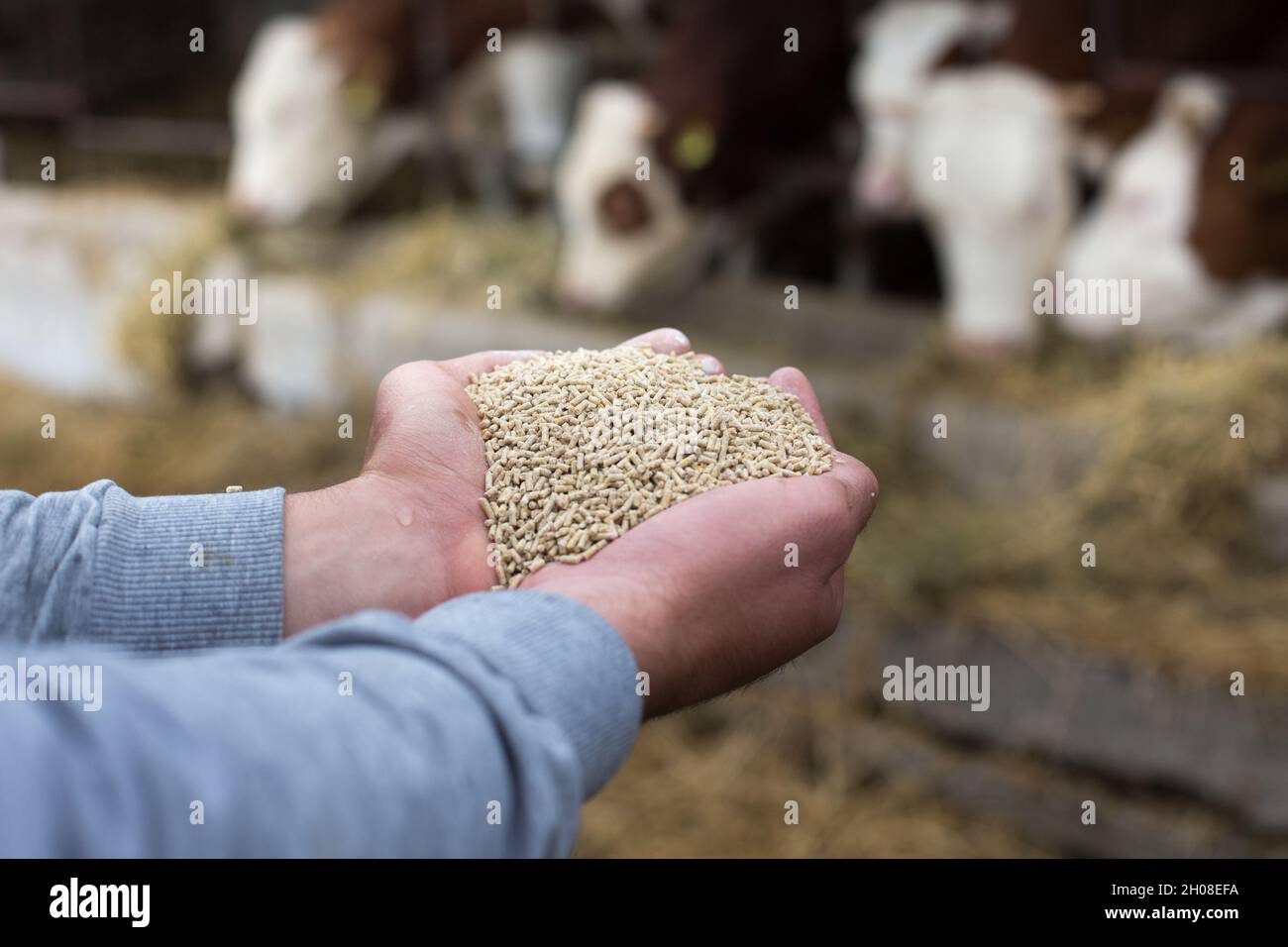 Farmer holding dry food in granules in hands and giving them to cows in ...