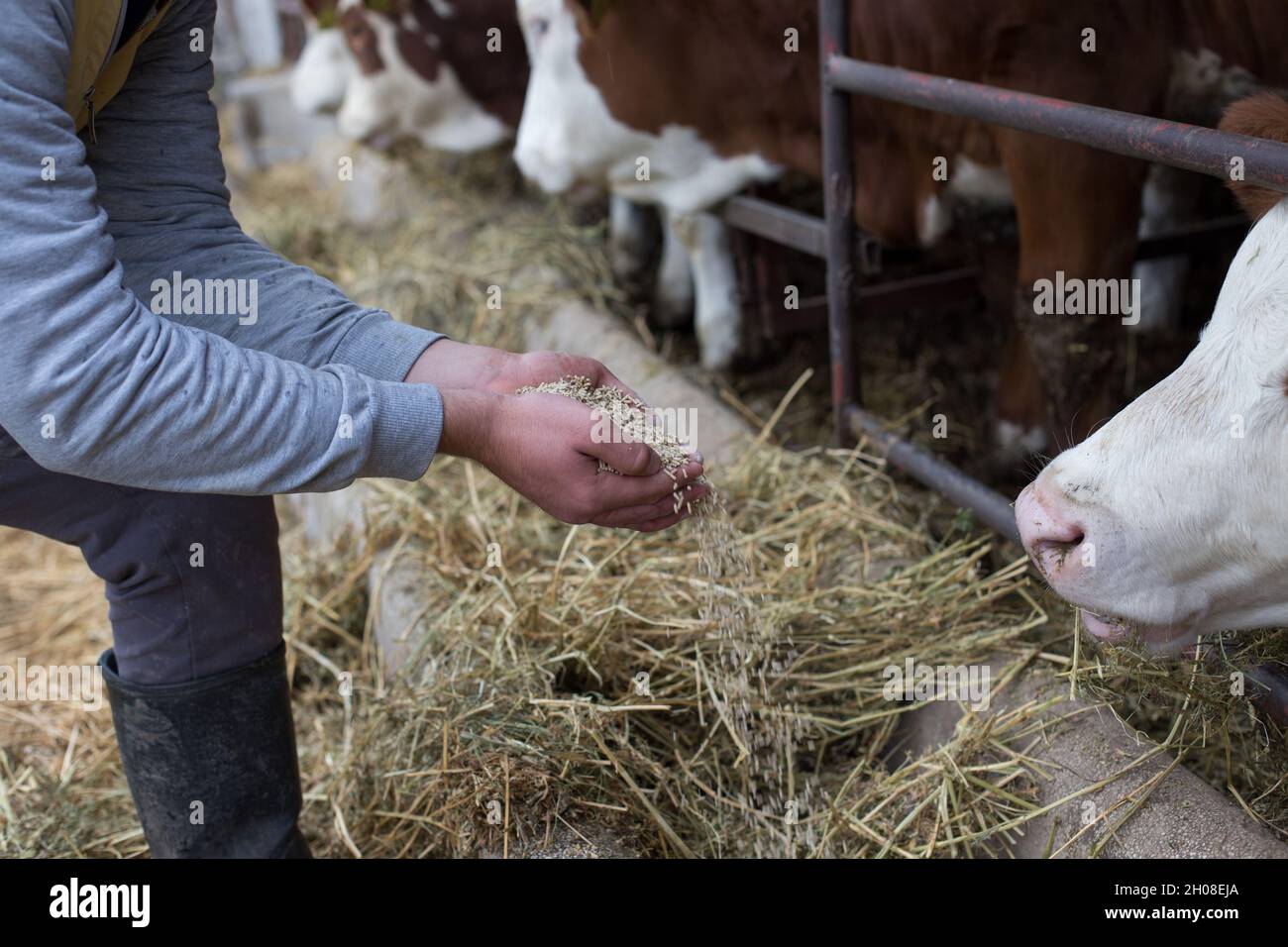 Farmer holding dry food in granules in hands and giving them to cows in ...