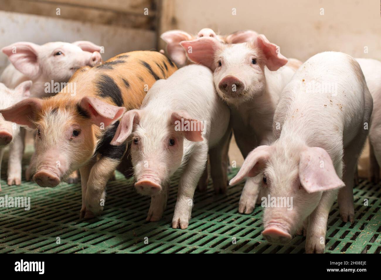 Group of cute piglets in modern pigpen, looking at camera Stock Photo ...