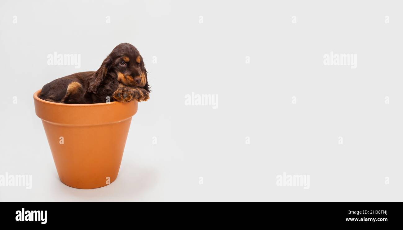 Can A Dog Be Happy With One Eye