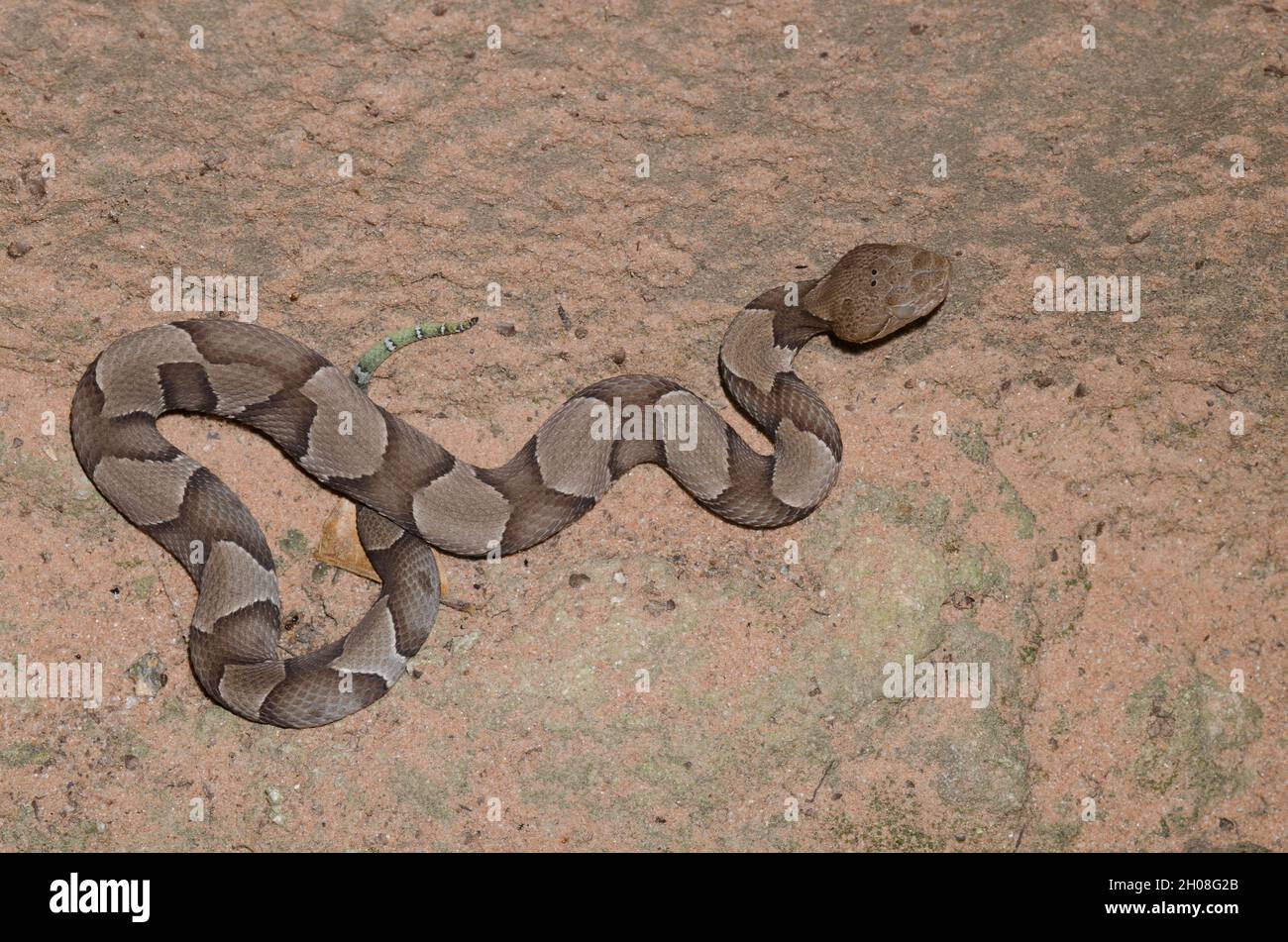 Broad banded copperhead snake hi-res stock photography and images - Alamy