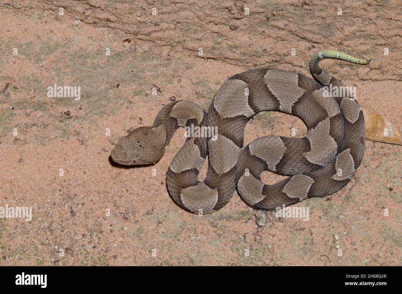Broad-banded Copperhead, Agkistrodon laticinctus Stock Photo - Alamy
