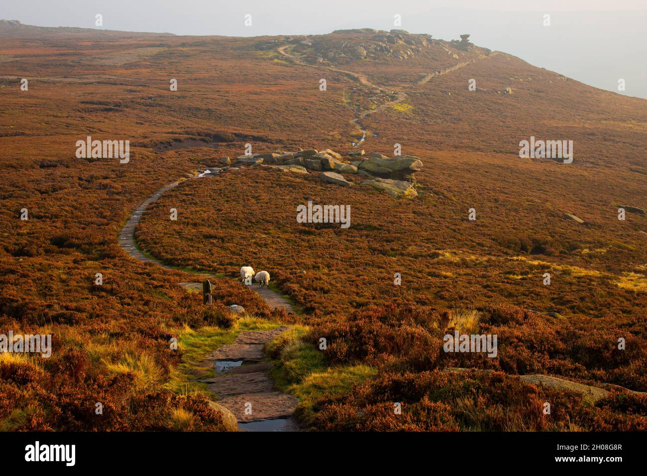 A couple of sheep on a hiking trail around Ladybower reservoir at ...