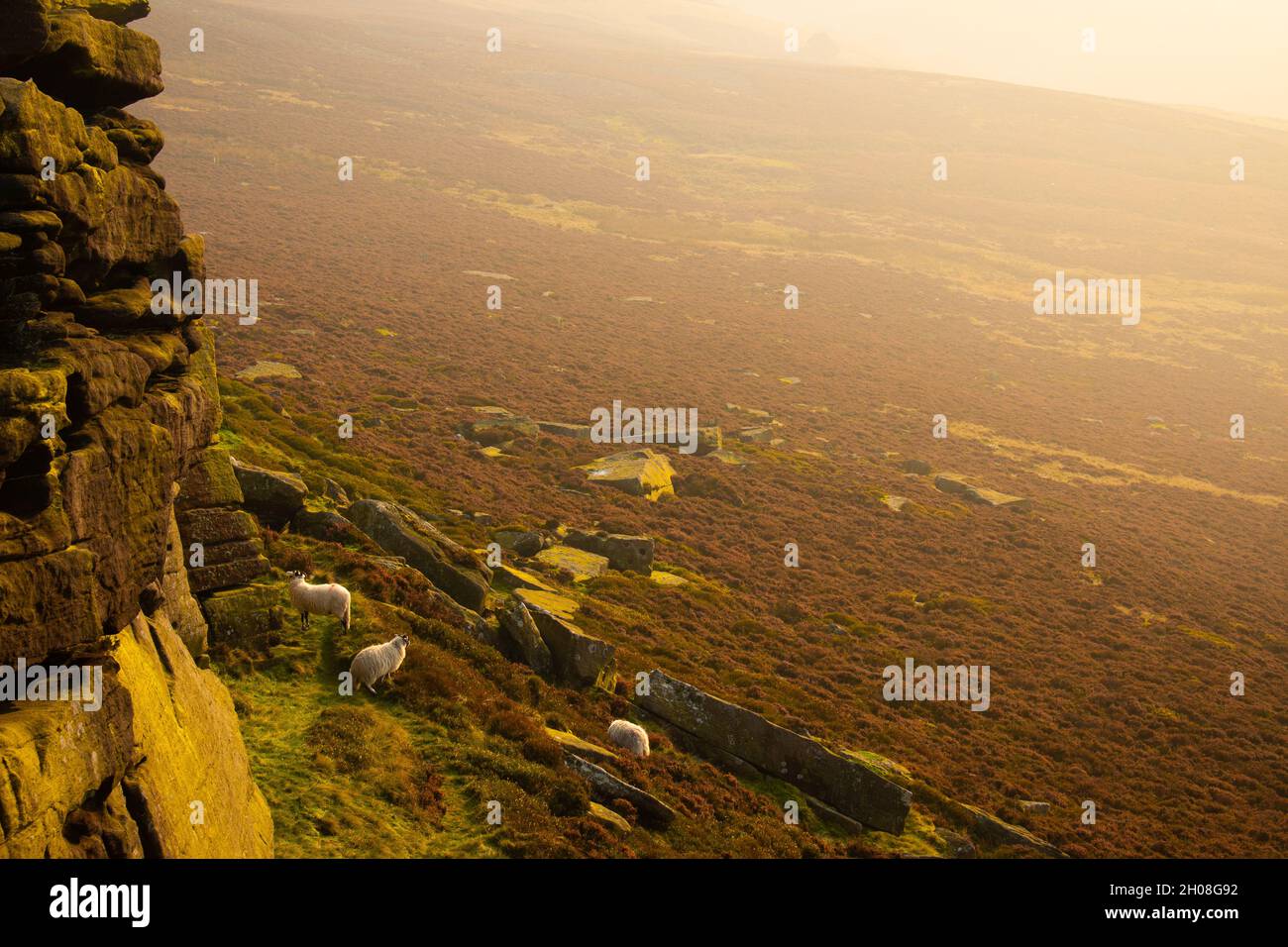 Sheep on the hills around Ladybower water reserve in the evening fog at ...