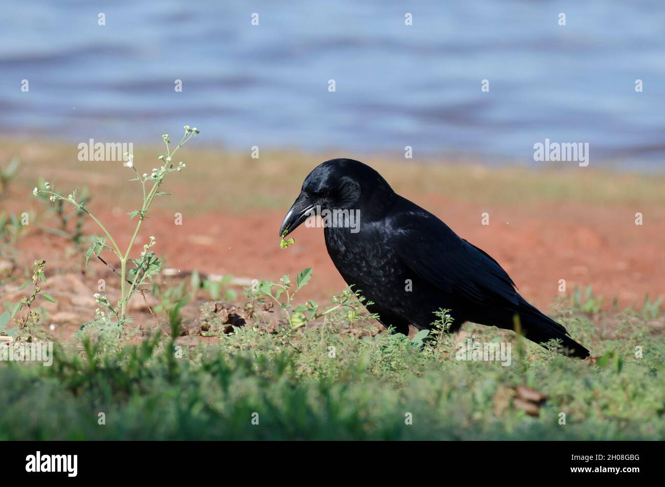 Fruit crow hi-res stock photography and images - Alamy