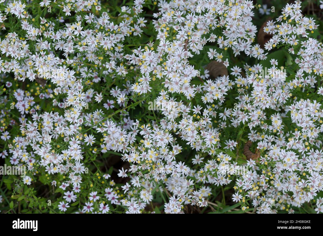 White Heath Aster, Symphyotrichum ericoides Stock Photo - Alamy