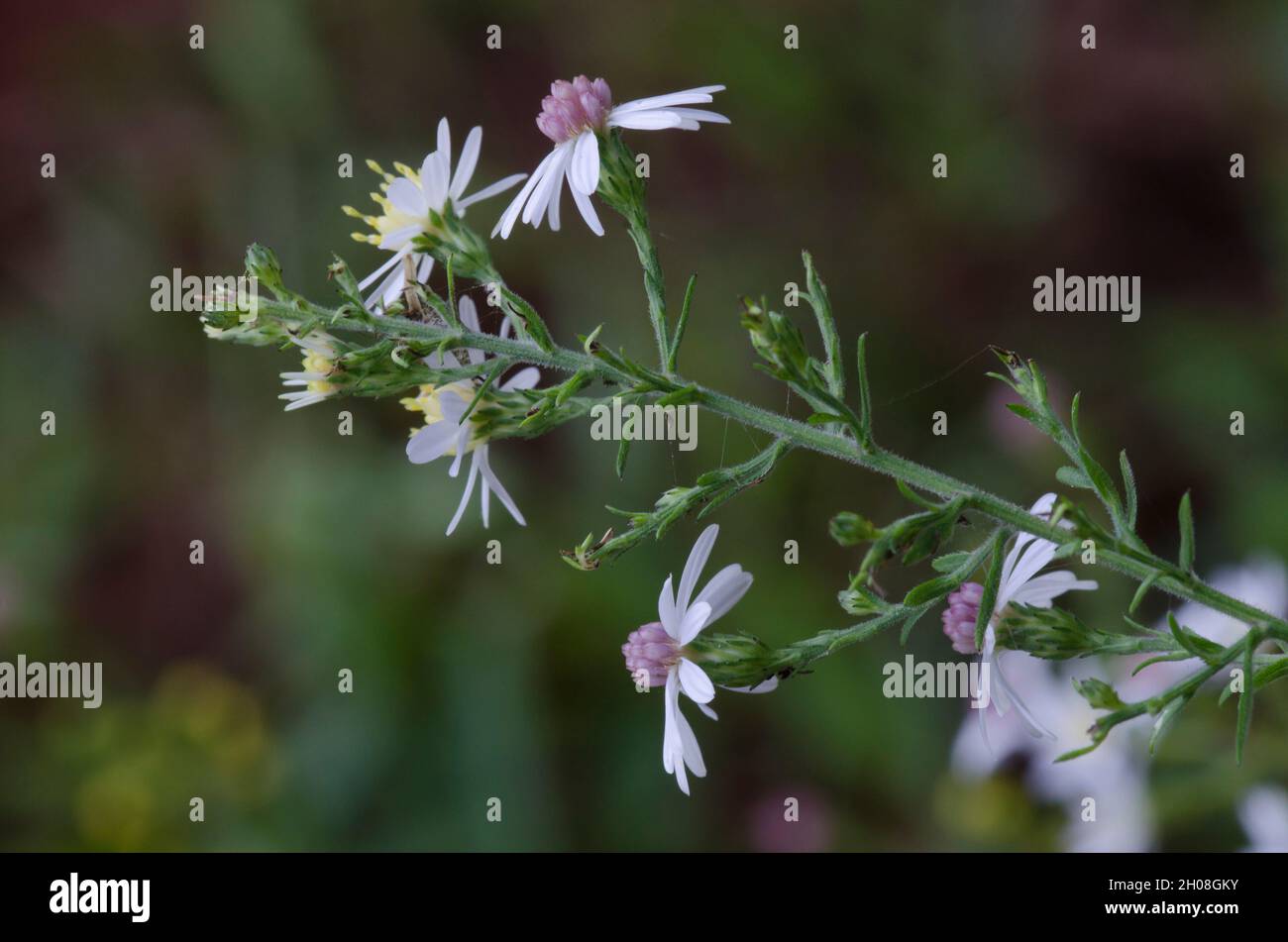 White Heath Aster, Symphyotrichum ericoides Stock Photo - Alamy