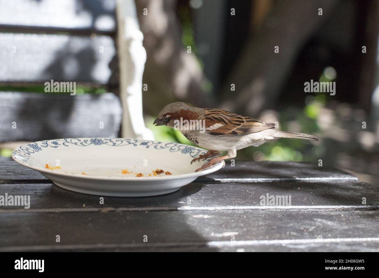 The view of a sparrow eating crumbs from a plate Stock Photo - Alamy