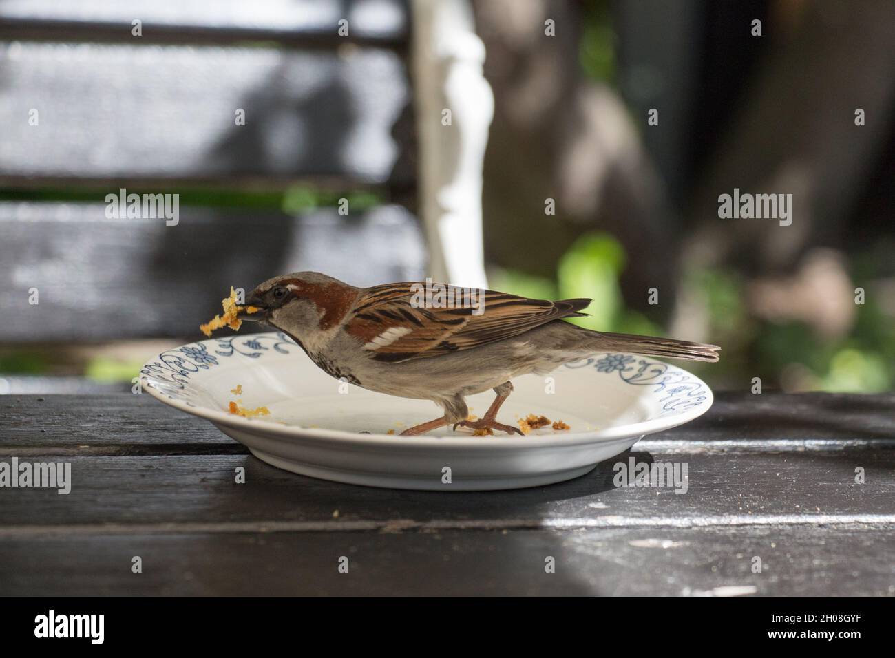 The view of a sparrow eating crumbs from a plate Stock Photo - Alamy