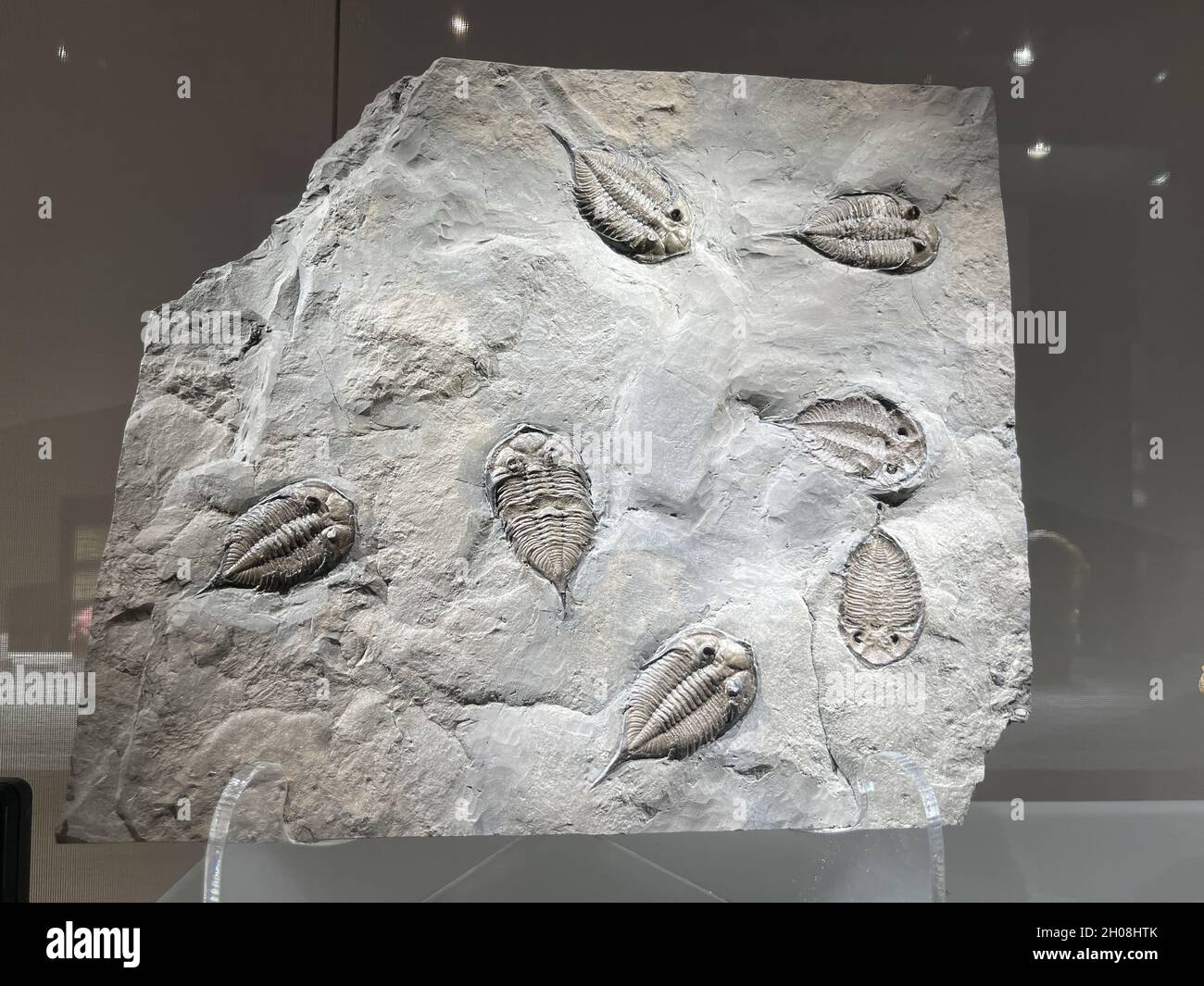 Fossils on display at a museum Stock Photo - Alamy