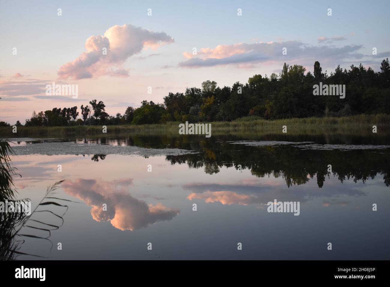 Landscape of river grass, water plants, swamps, ponds with reflection of sunlight and clouds ...