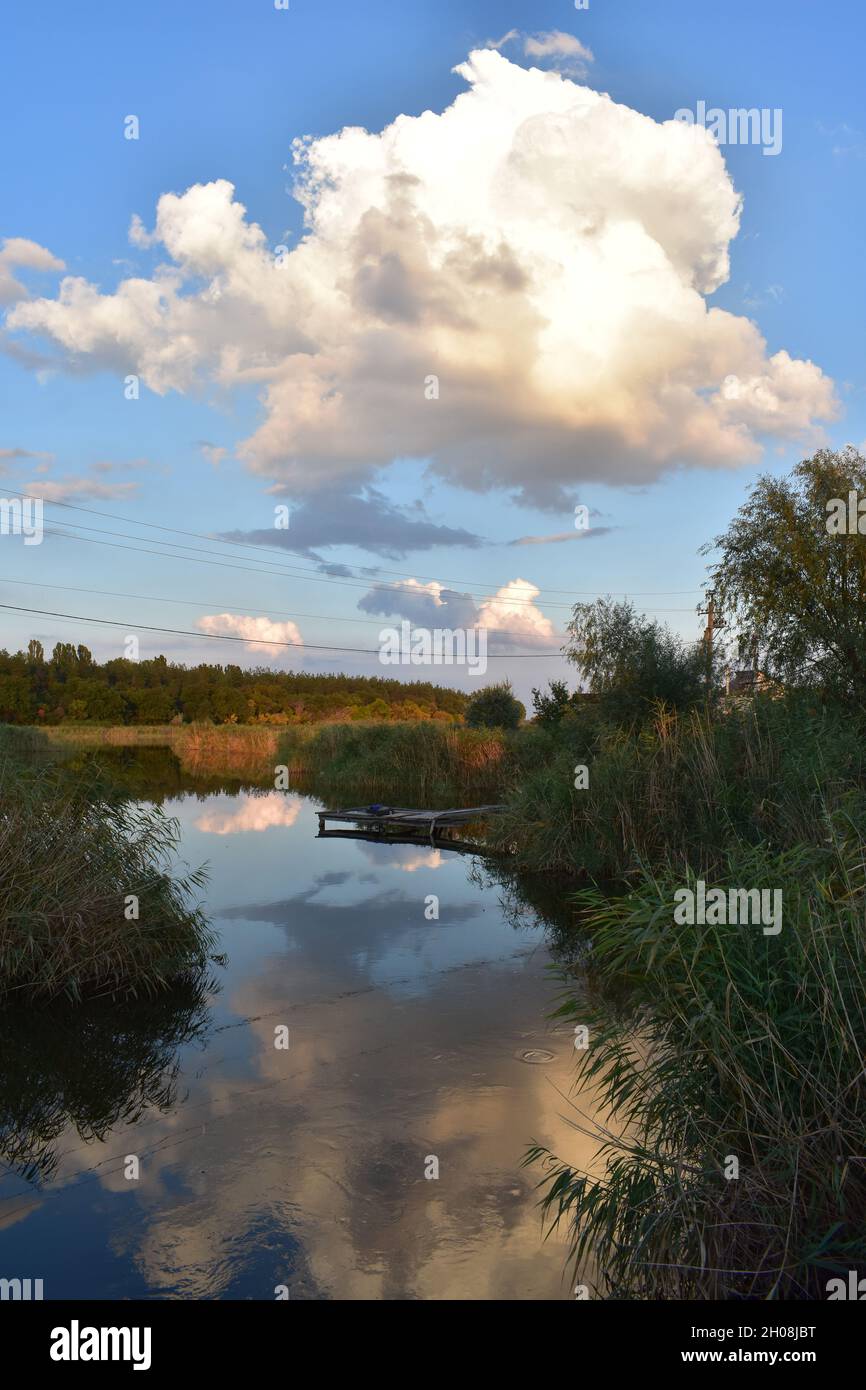 Vertical shot of water plants, swamps, ponds with reflection of blue sky and white clouds Stock ...
