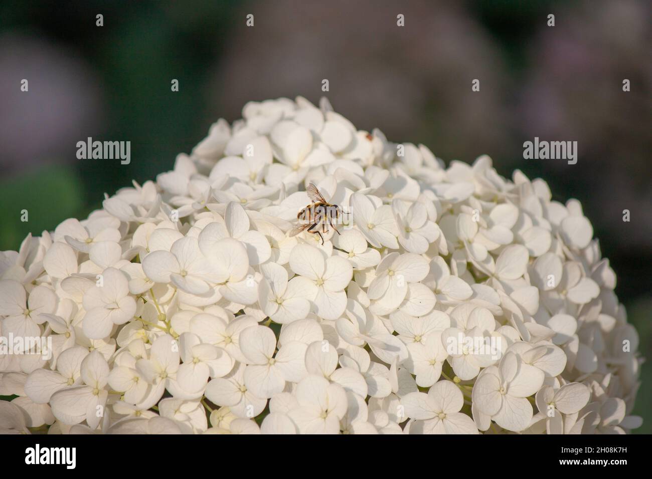 Small bug on the beautiful white fragrant hydrangea flowers in the ...