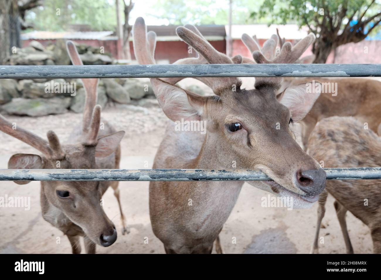 Rusa deer hi-res stock photography and images - Alamy