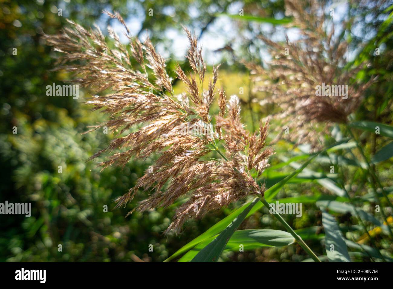 Closeup shot of the Ditch reed plant in the field under the sunlight ...