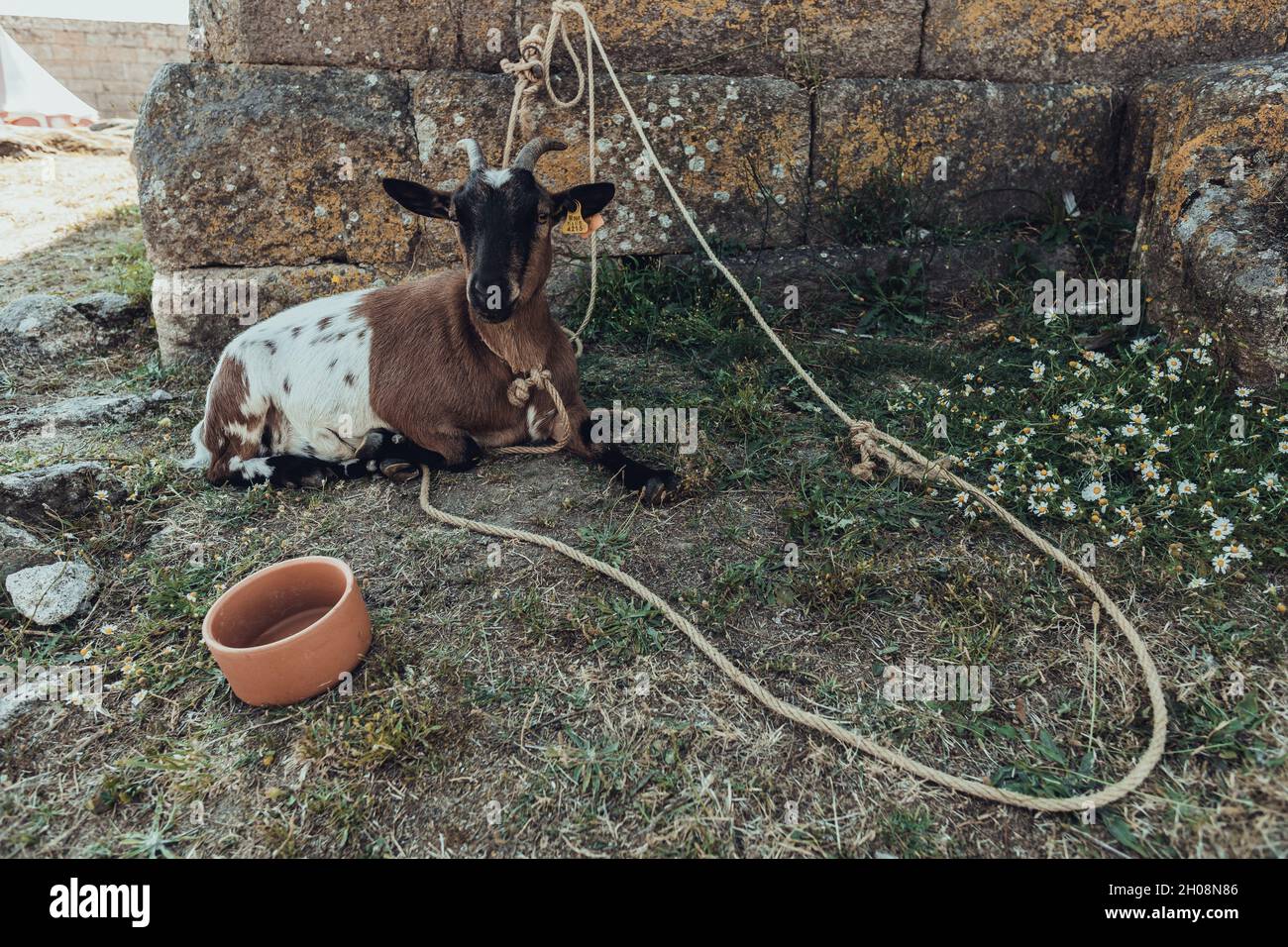 Rope Tied Goat High Resolution Stock Photography and Images - Alamy