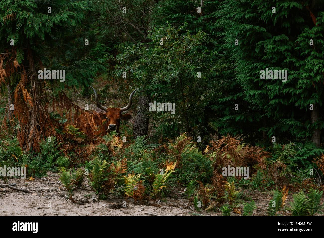 Ox hiding behind biiushes in the forest Stock Photo - Alamy