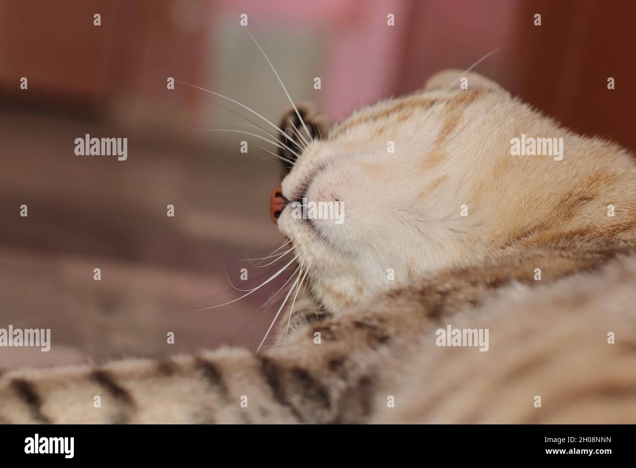 Close-up shot of a cute fluffy adorable tabby tired cat with a small ...