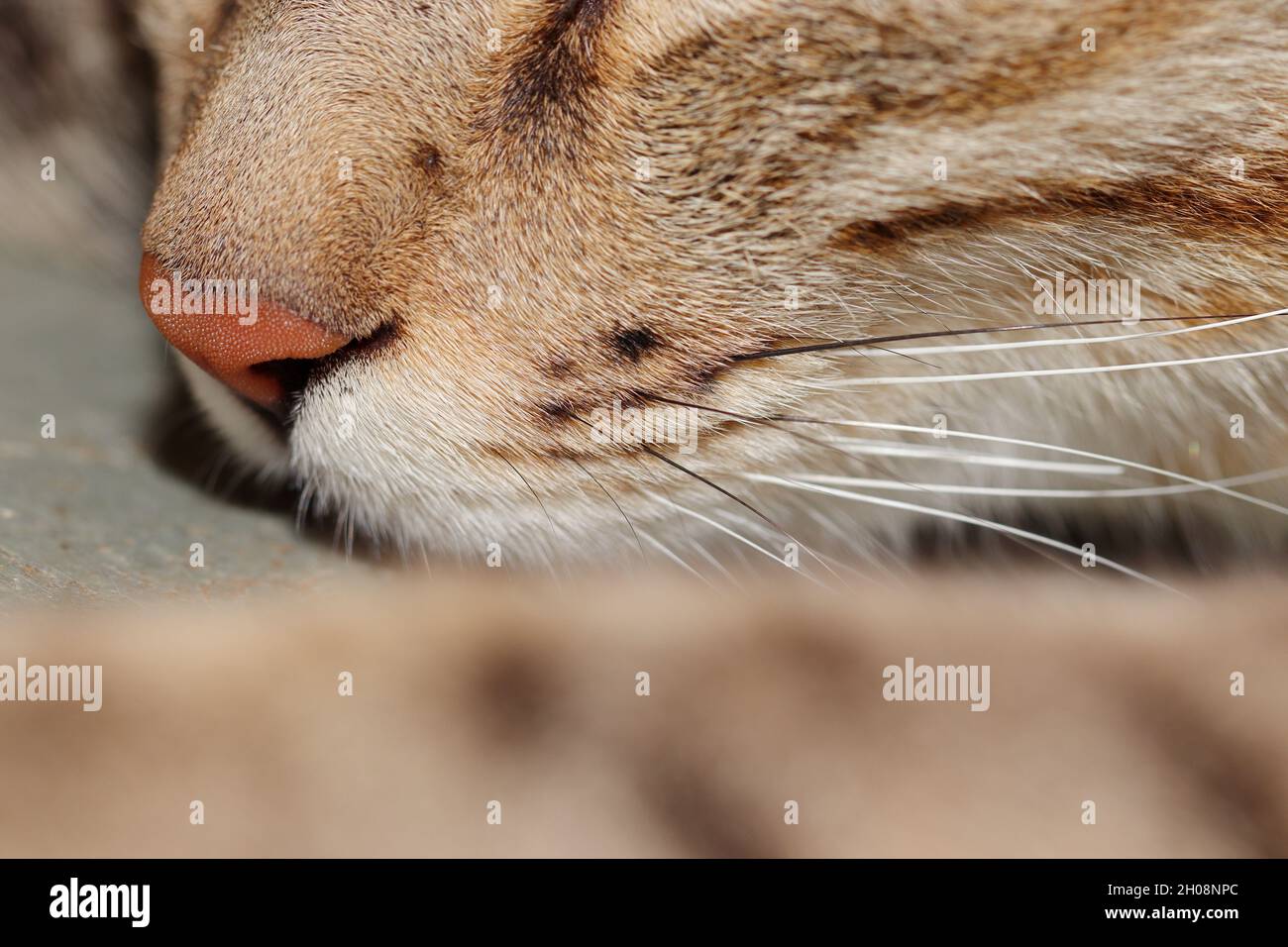 Close-up shot of a cute fluffy tabby domestic cat whiskers and a red ...
