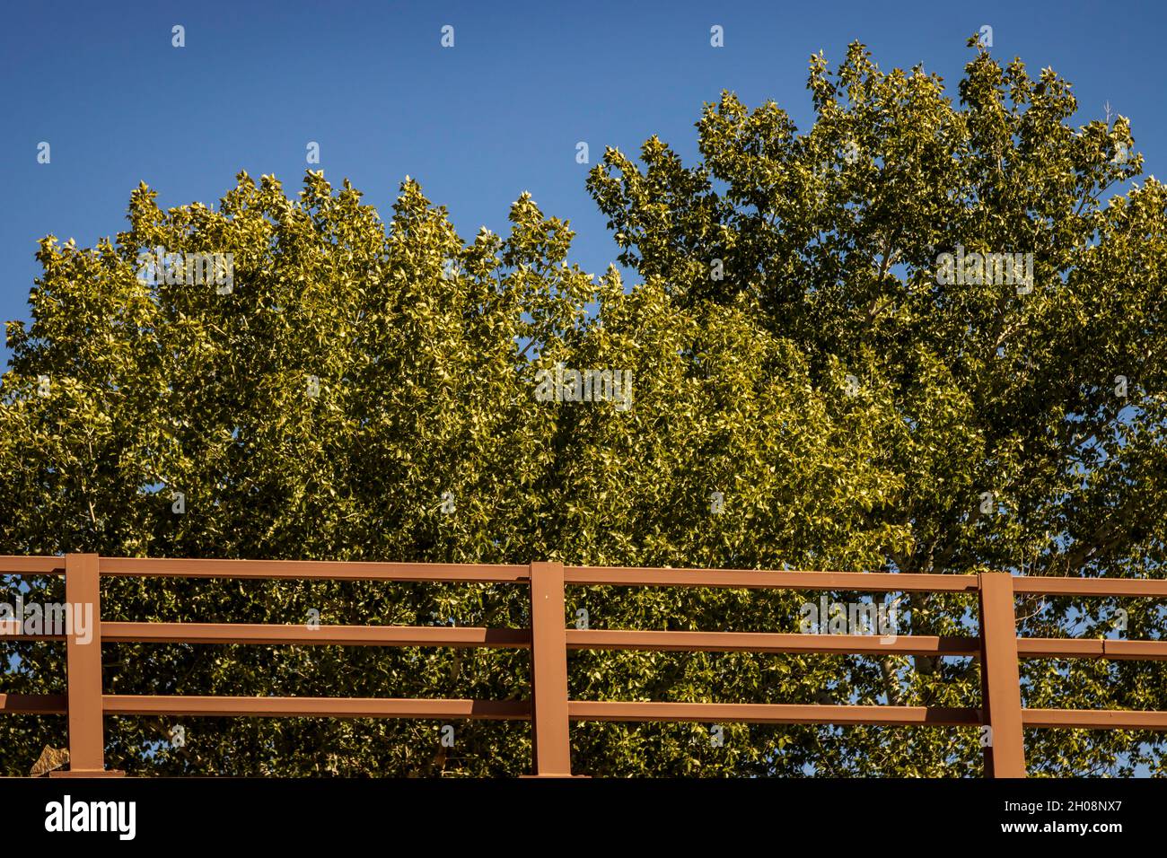 Trees appear to be growing out of a bridge Stock Photo - Alamy