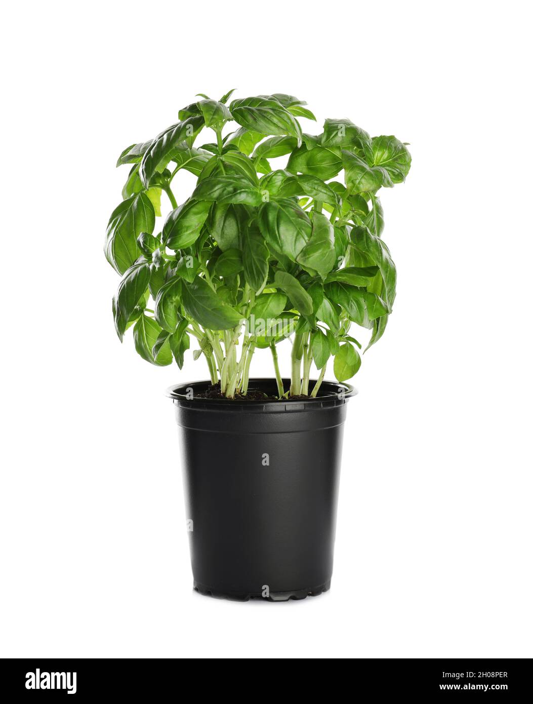 Fresh basil in pot on white background Stock Photo - Alamy