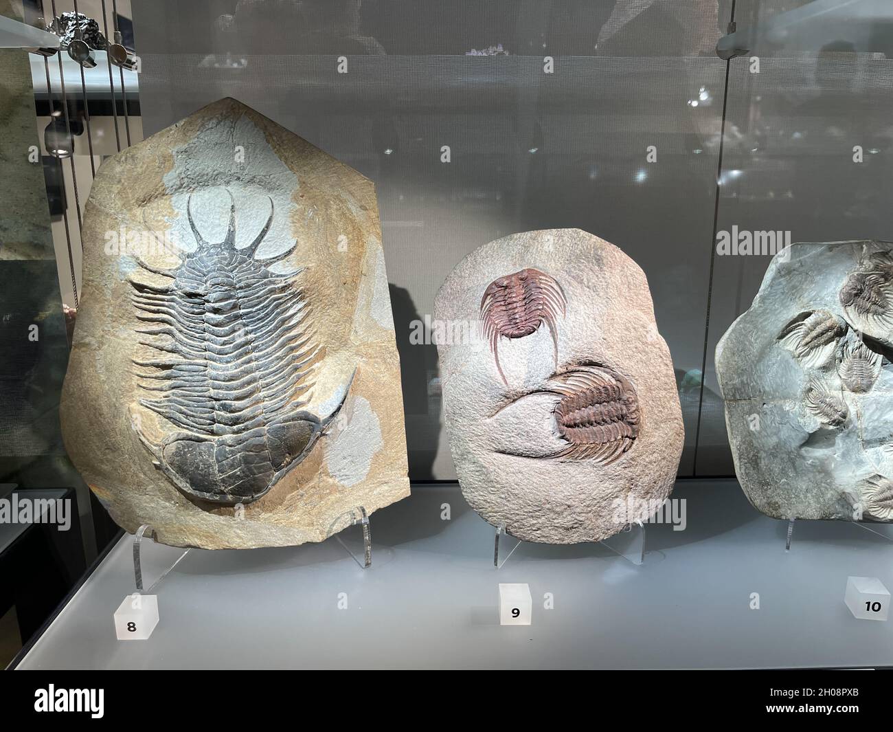 Fossils on display at a museum Stock Photo - Alamy