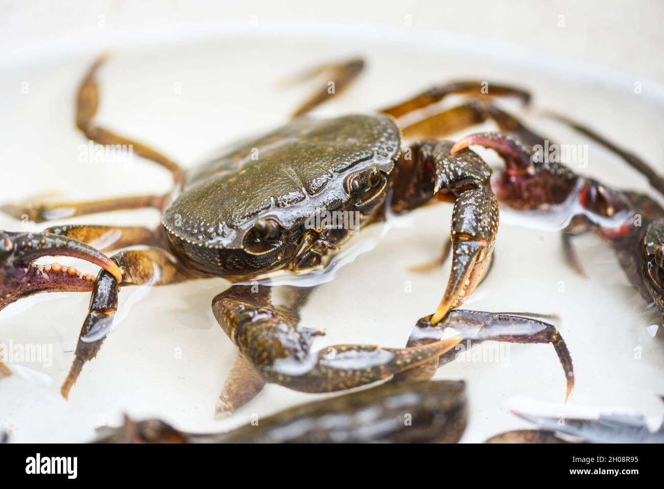Fresh crab rock, wild freshwater crab on water, forest crab or stone crab river Stock Photo - Alamy