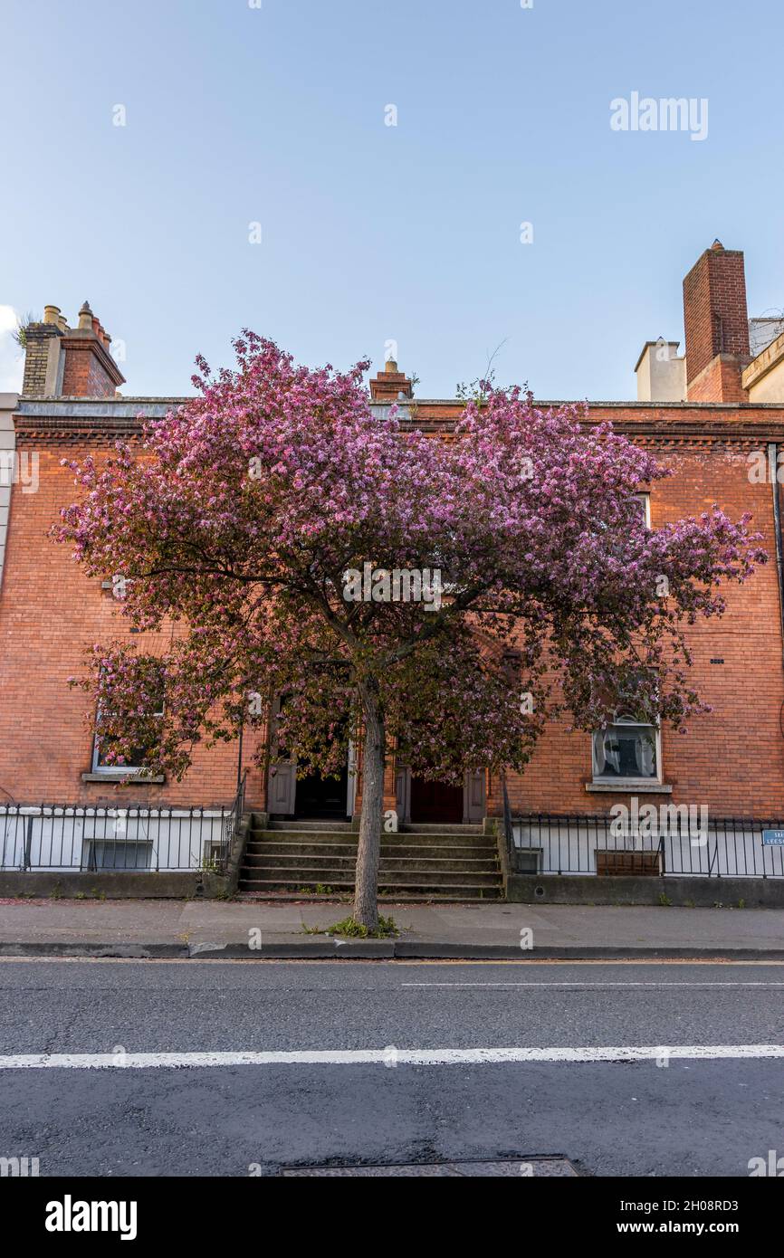 DUBLIN, IRELAND - Apr 30, 2021: A scenic shot of a cozy neighborhood ...