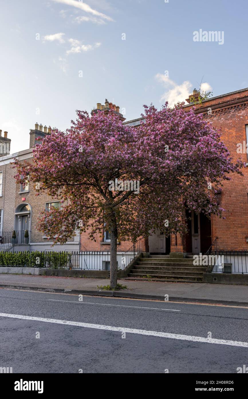 Dublin historic neighborhood hi-res stock photography and images - Alamy