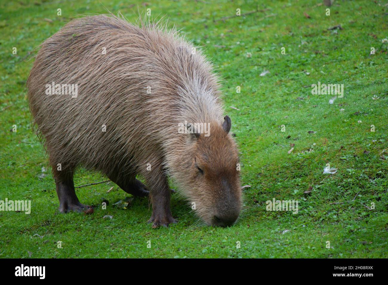 Adult capybara grazing on green grasses in the wild Stock Photo - Alamy
