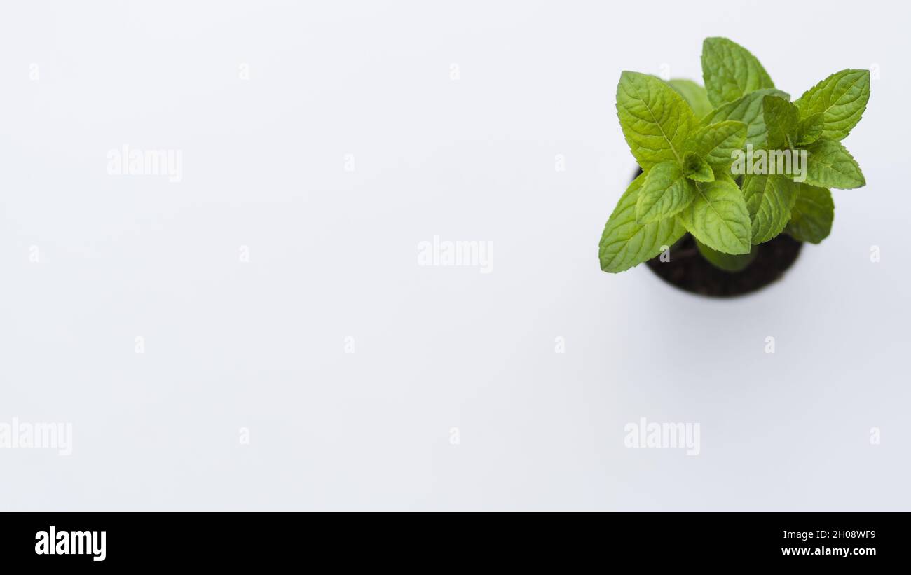 top view plant. Resolution and high quality beautiful photo Stock Photo ...