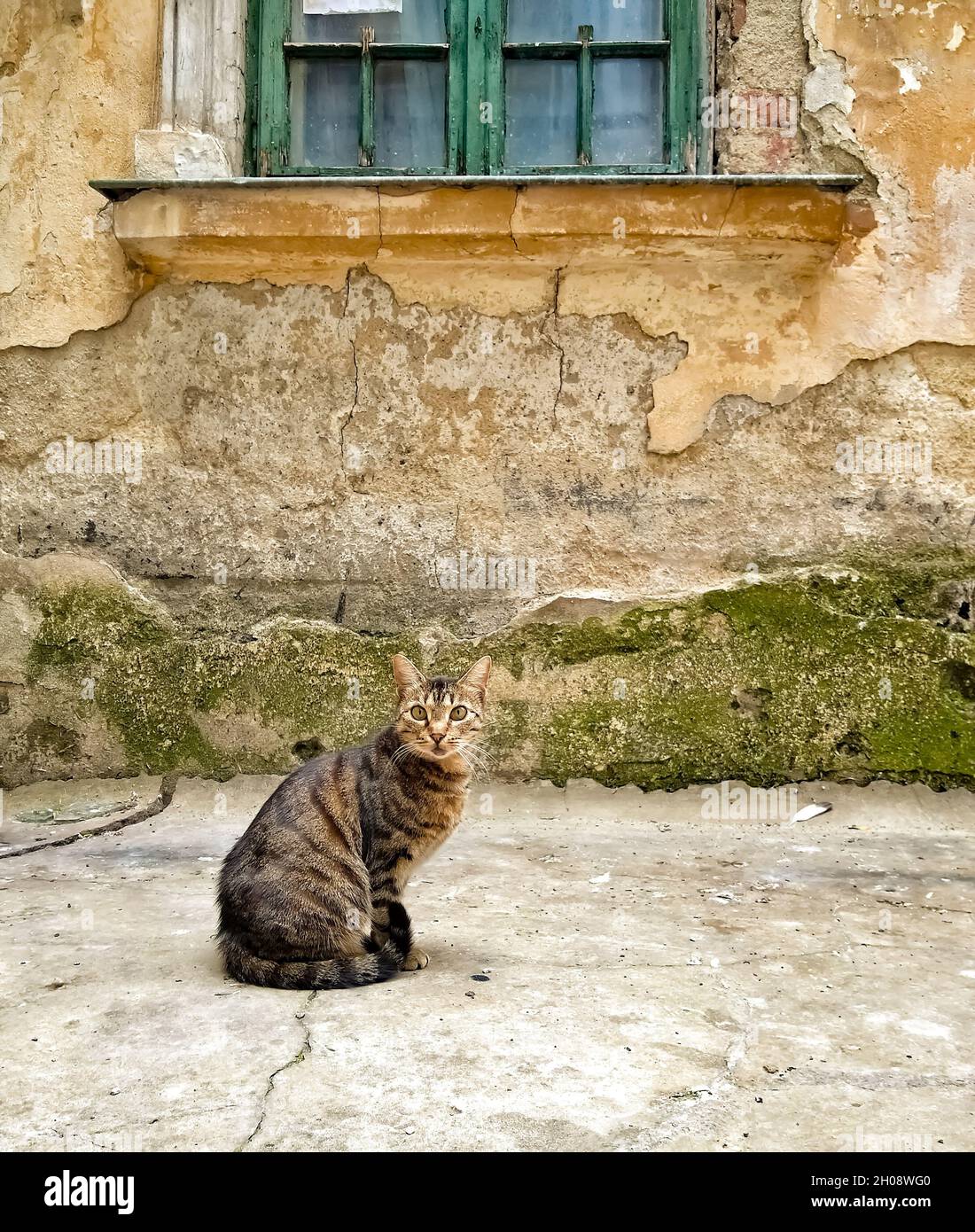 Cute cat under the window outdoors Stock Photo - Alamy