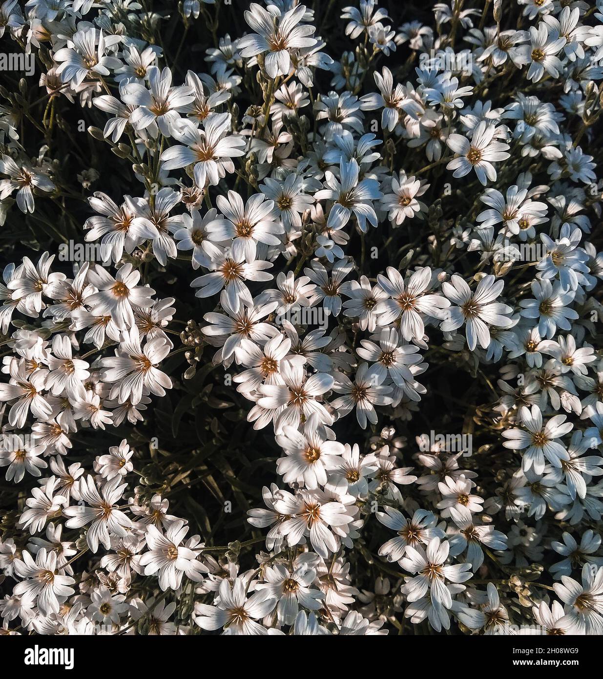 Snow-in-summer flowers in the garden Stock Photo - Alamy