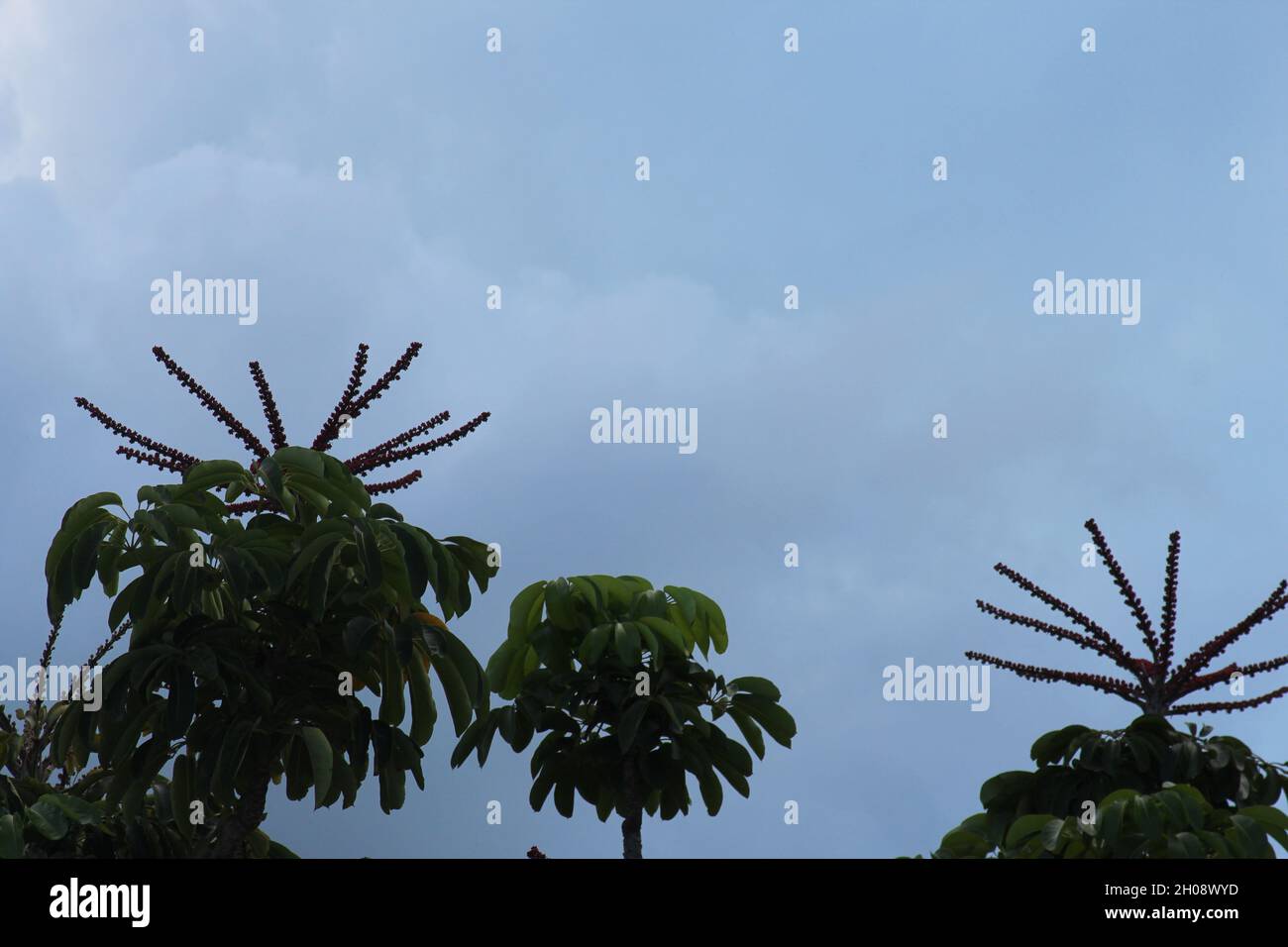 Cloudless florida sky and trees hi-res stock photography and images - Alamy