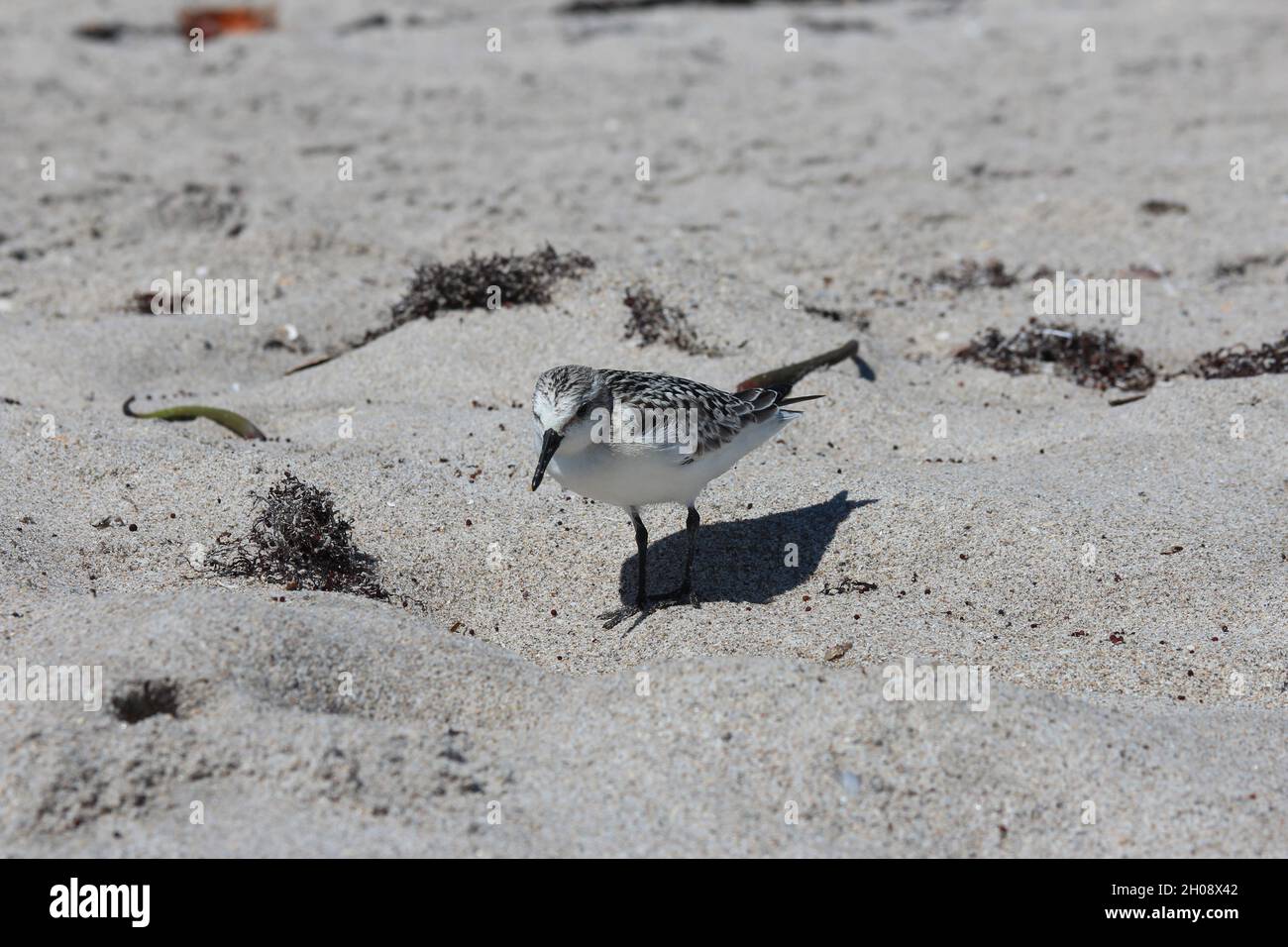 Birds seagulls on sand hi-res stock photography and images - Alamy