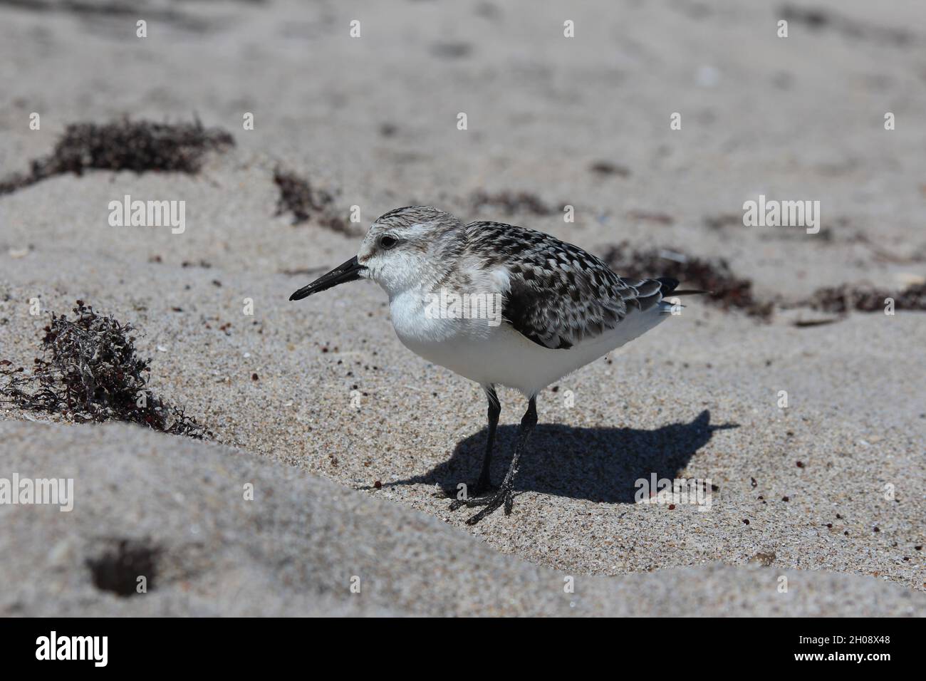 Birds in the sand hi-res stock photography and images - Alamy