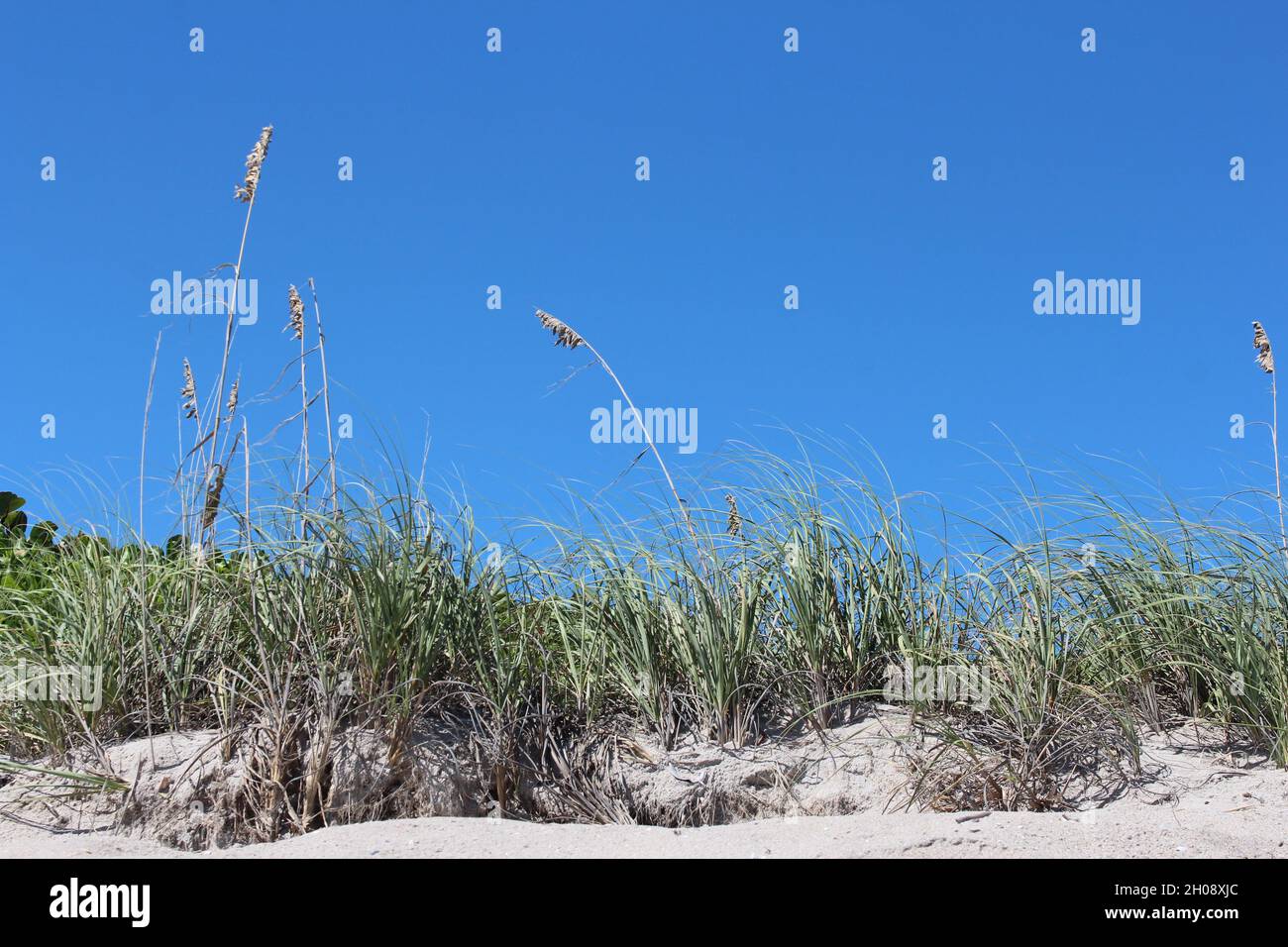 Dune grass on beach florida hi-res stock photography and images - Alamy