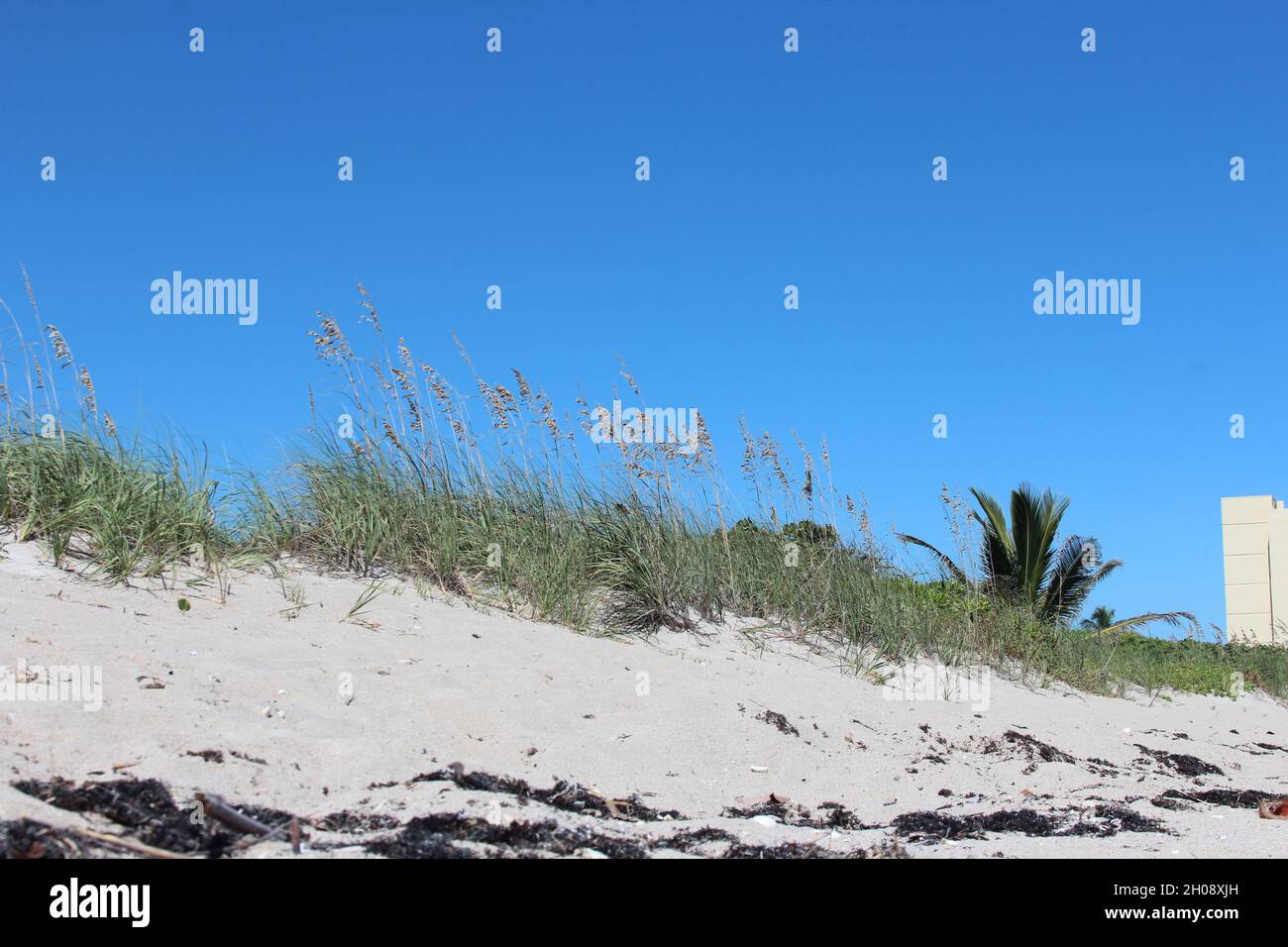 Tall grass on sand dunes hi-res stock photography and images - Alamy
